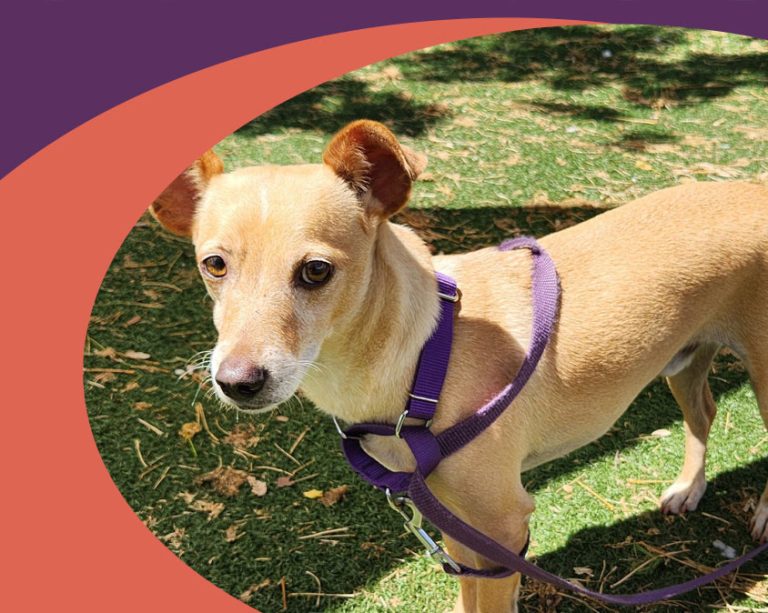 Adoptable Dogs | Adopt from the Gulf Coast Humane Society